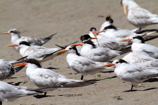 Occurrence of multiple Elegant Terns confirmed in Western Europe ...