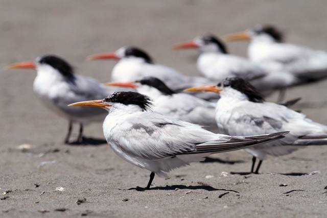 Occurrence of multiple Elegant Terns confirmed in Western Europe ...