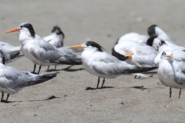 Occurrence of multiple Elegant Terns confirmed in Western Europe ...