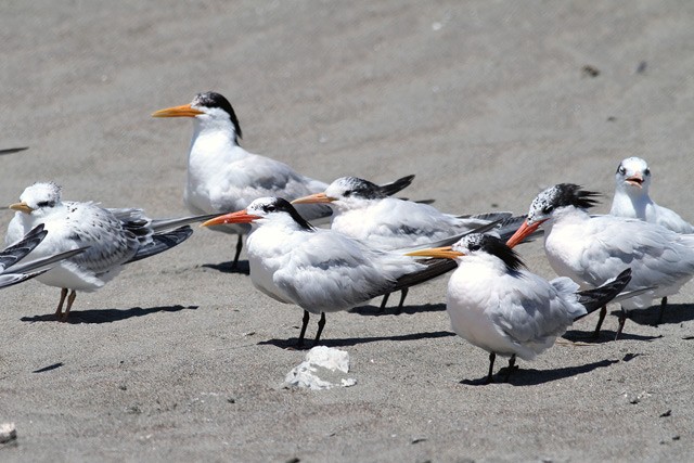Occurrence of multiple Elegant Terns confirmed in Western Europe ...