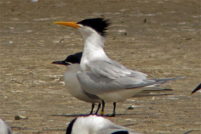 Occurrence of multiple Elegant Terns confirmed in Western Europe ...