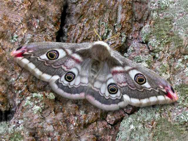 Moths of the season: Emperor Moth - BirdGuides