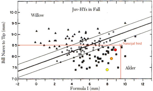 Why I'm sure the Blakeney flycatcher was an Alder - BirdGuides