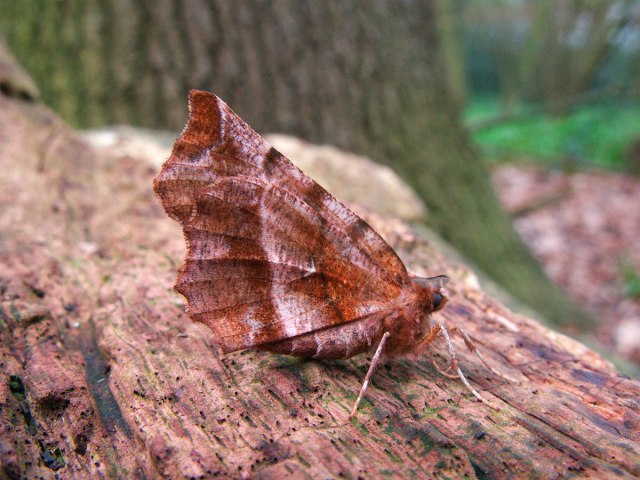 Moths of the season: March to early April - BirdGuides