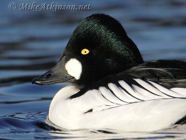 Bird Photography Tutorials: 5. Exposure - BirdGuides