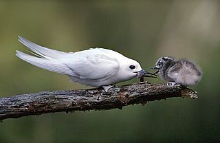 Birding Midway Atoll - BirdGuides