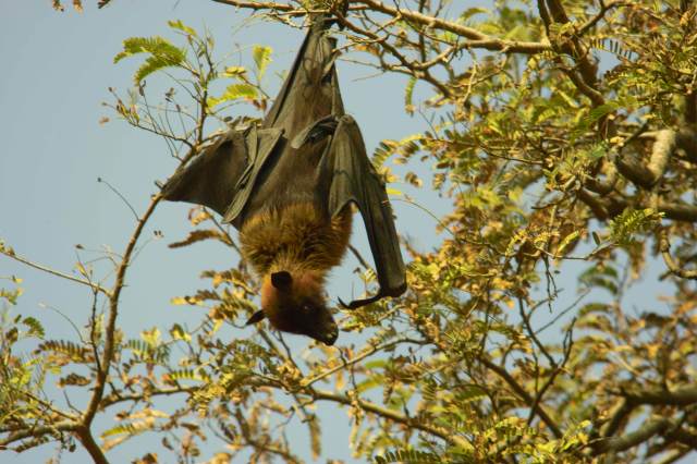 Passage to Northern India - Part 1 - BirdGuides