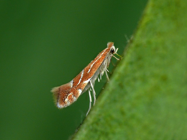 Moths of the season: Autumn - BirdGuides