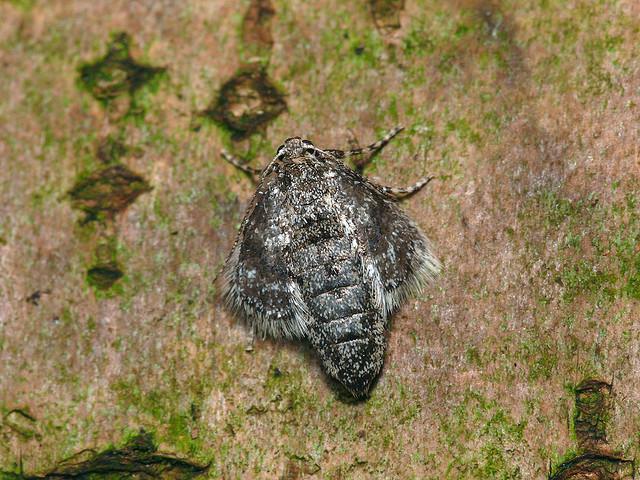 Moths of the season: Autumn - BirdGuides