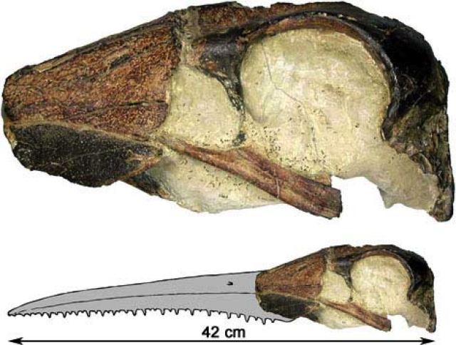 Mother of a Goose! - BirdGuides