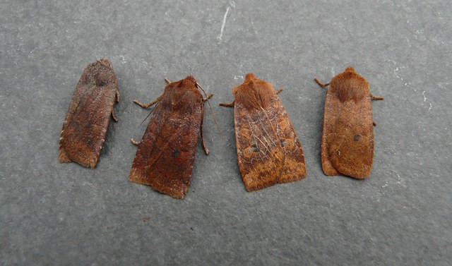 Moths of the season: Challenging chestnuts - BirdGuides
