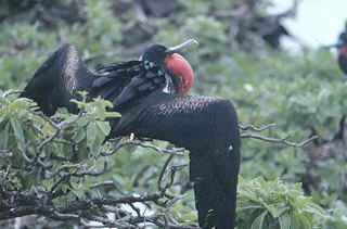 Birding Midway Atoll - BirdGuides