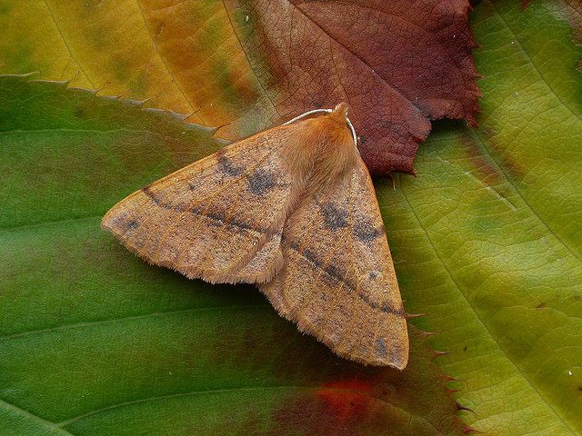 Moths of the season: Autumn - BirdGuides