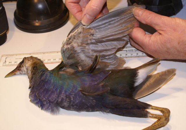 Rarity finders: American Purple Gallinule, Devon - BirdGuides