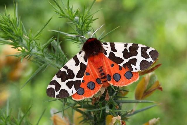 Moth News: Wainscots up close and personal - BirdGuides