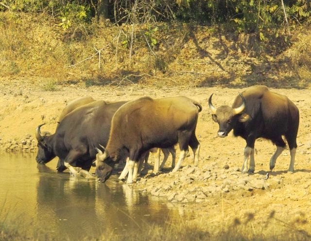 Revisiting India - BirdGuides