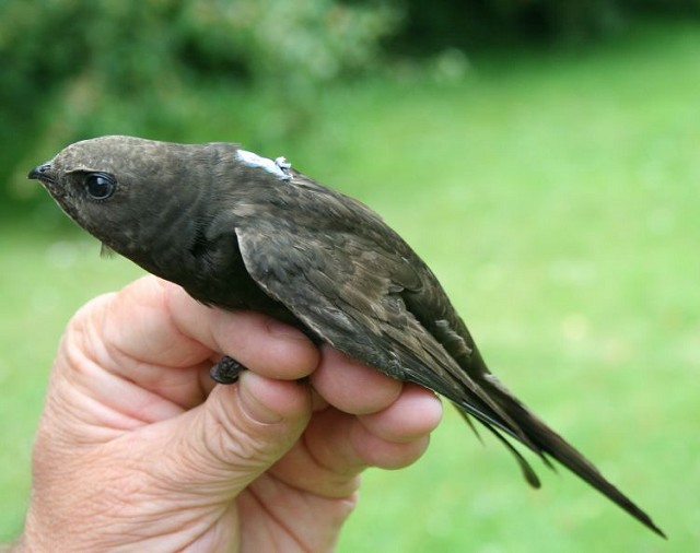 Swifts start to share their secrets - BirdGuides