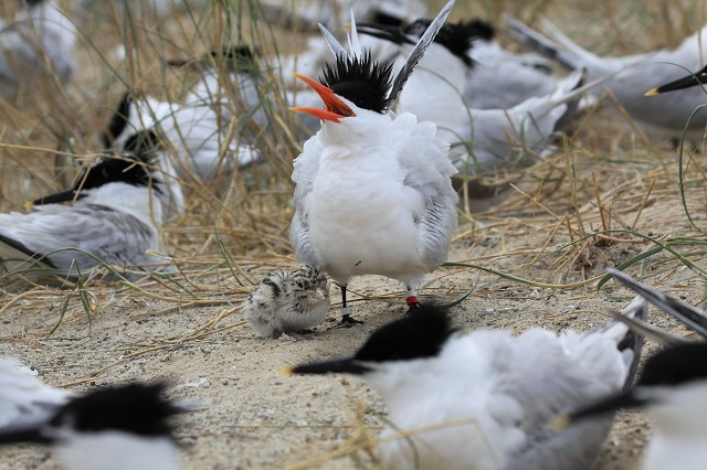 The top 10 Western Palearctic vagrants of 2016 - BirdGuides