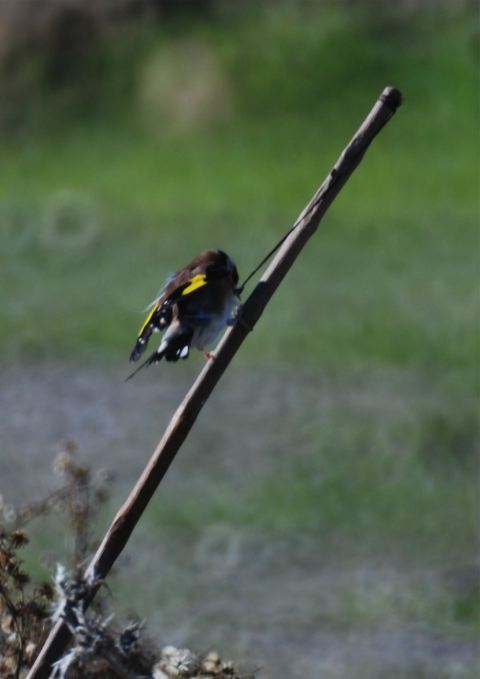 Spanish bird-trapping - BirdGuides