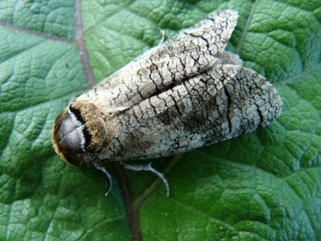 A Mothing Year: 2009 – Part I - BirdGuides