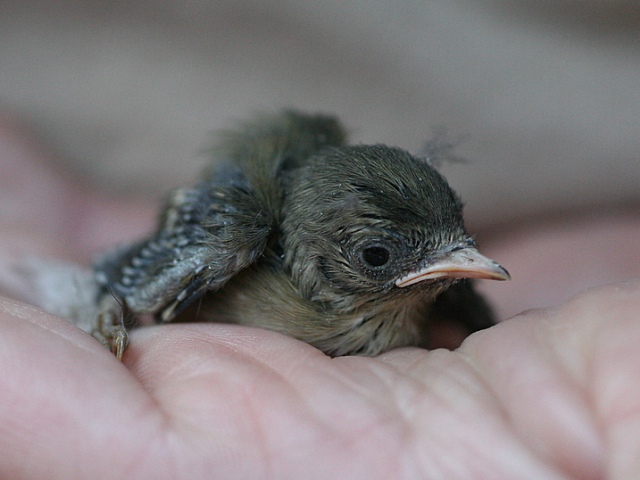 Million birds ringed in 2010 - BirdGuides