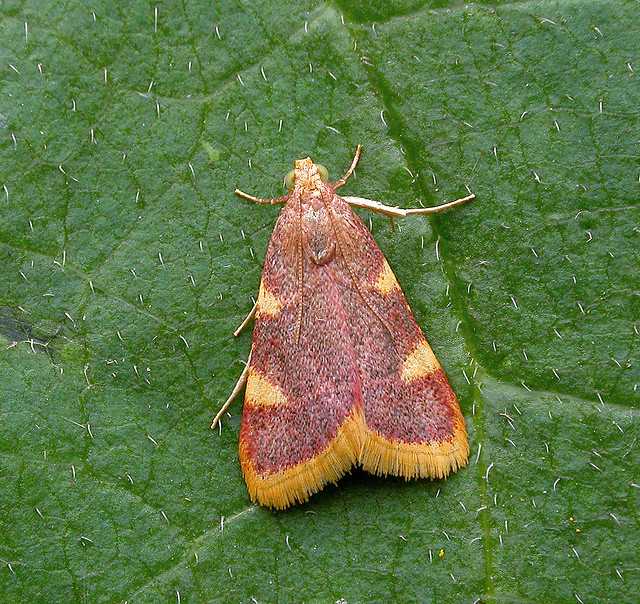 Moths of the season: July - BirdGuides