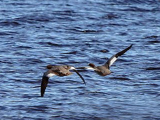 Focus On: Tricky Sawbills - BirdGuides