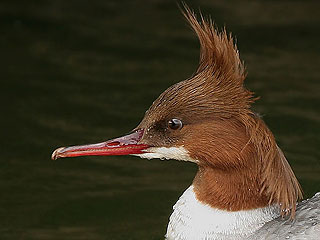 Focus On: Tricky Sawbills - BirdGuides