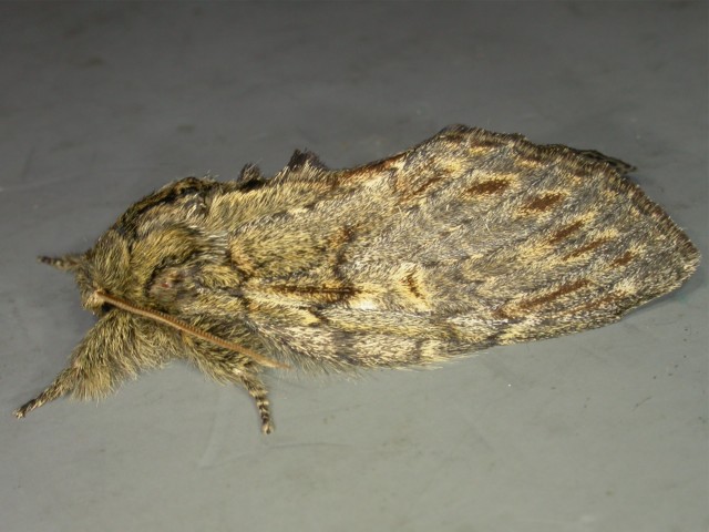 Moths of the season: mid-April to mid-May - BirdGuides