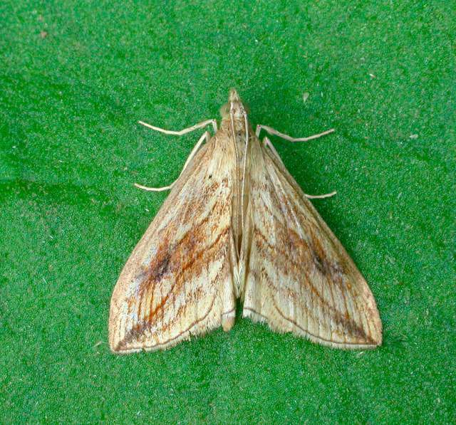 Moths of the season: late May to later June - BirdGuides