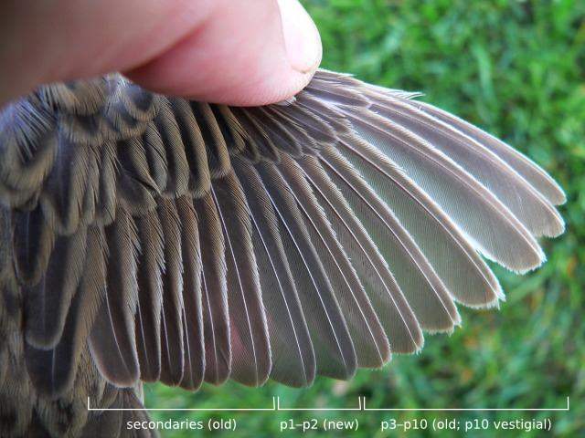 Making your birding count: Dark art of ageing birds - BirdGuides