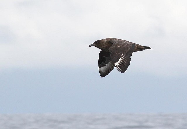 Sea and skuas but not much sun - BirdGuides