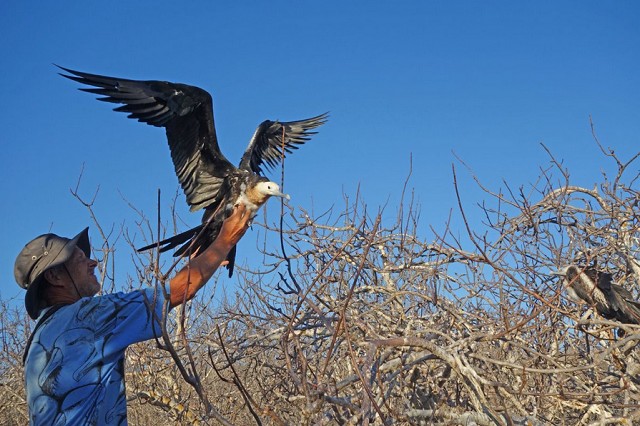 How frigatebirds soar for weeks on end - BirdGuides