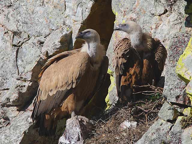 Extremadura diary: January - BirdGuides
