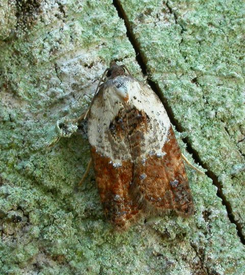 Moths of the season: Autumn - BirdGuides