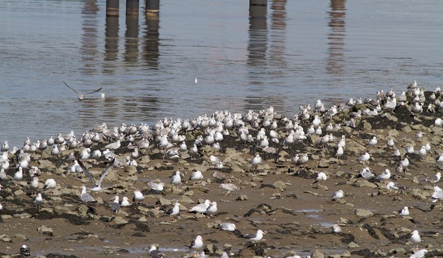 Focus on: summer Yellow-legged Gulls - BirdGuides