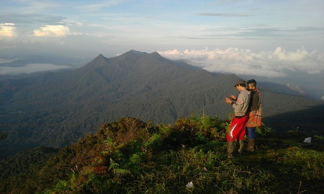 Two undescribed bird species discovered in South Kalimantan - BirdGuides