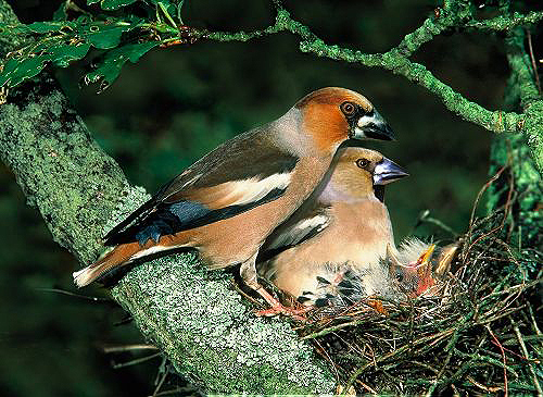 Getting the shot - Hawfinch - BirdGuides