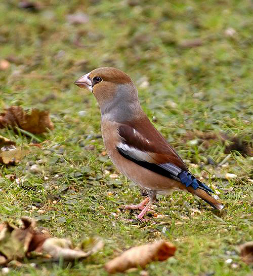 Getting the shot - Hawfinch - BirdGuides