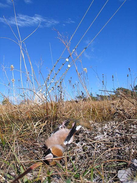 Solutions to increase in bird collisions - BirdGuides