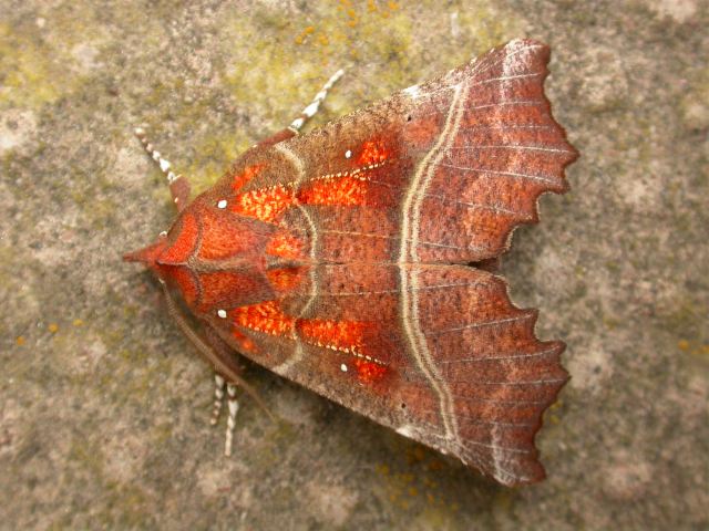 Moths of the season: mid-April to mid-May - BirdGuides