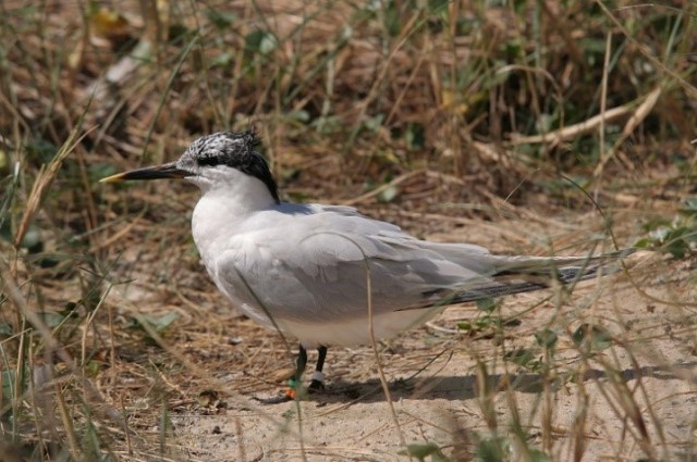 Occurrence of multiple Elegant Terns confirmed in Western Europe ...