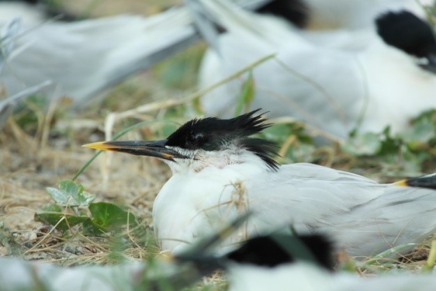Occurrence of multiple Elegant Terns confirmed in Western Europe ...