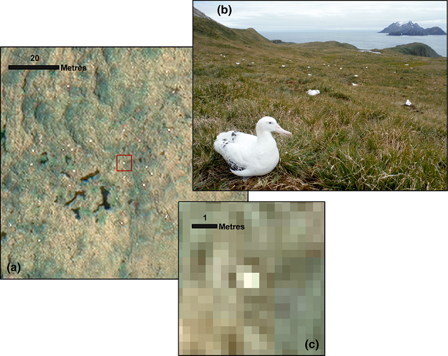 Wandering Albatross Comparison