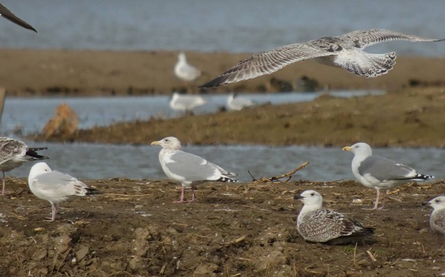 Rarity finders: Thayer's Gull in Suffolk - BirdGuides