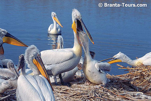 Srebarna Biosphere reserve, Bulgaria - BirdGuides