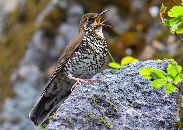 New species of thrush described in India and China - BirdGuides