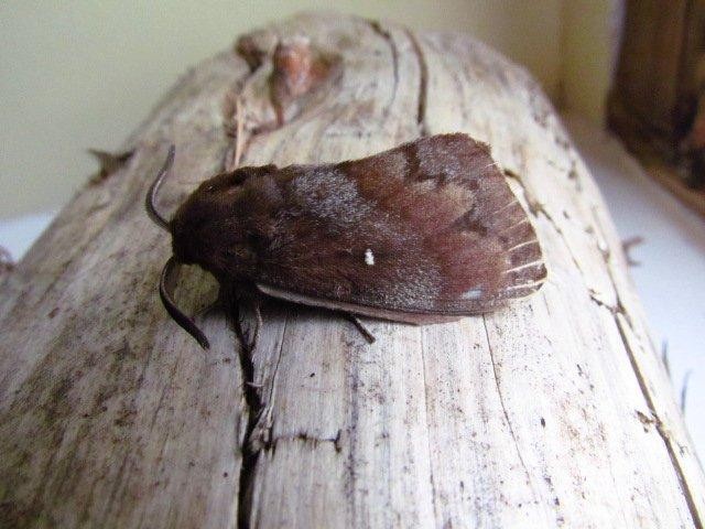 Moths in special habitats: Scottish Highland woodlands - BirdGuides