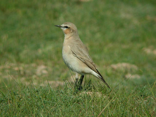 Focus On: Isabelline Wheatear or Northern Wheatear - BirdGuides