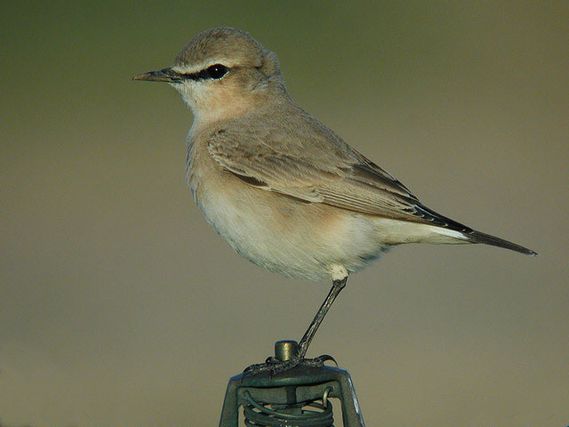 Focus On: Isabelline Wheatear or Northern Wheatear - BirdGuides